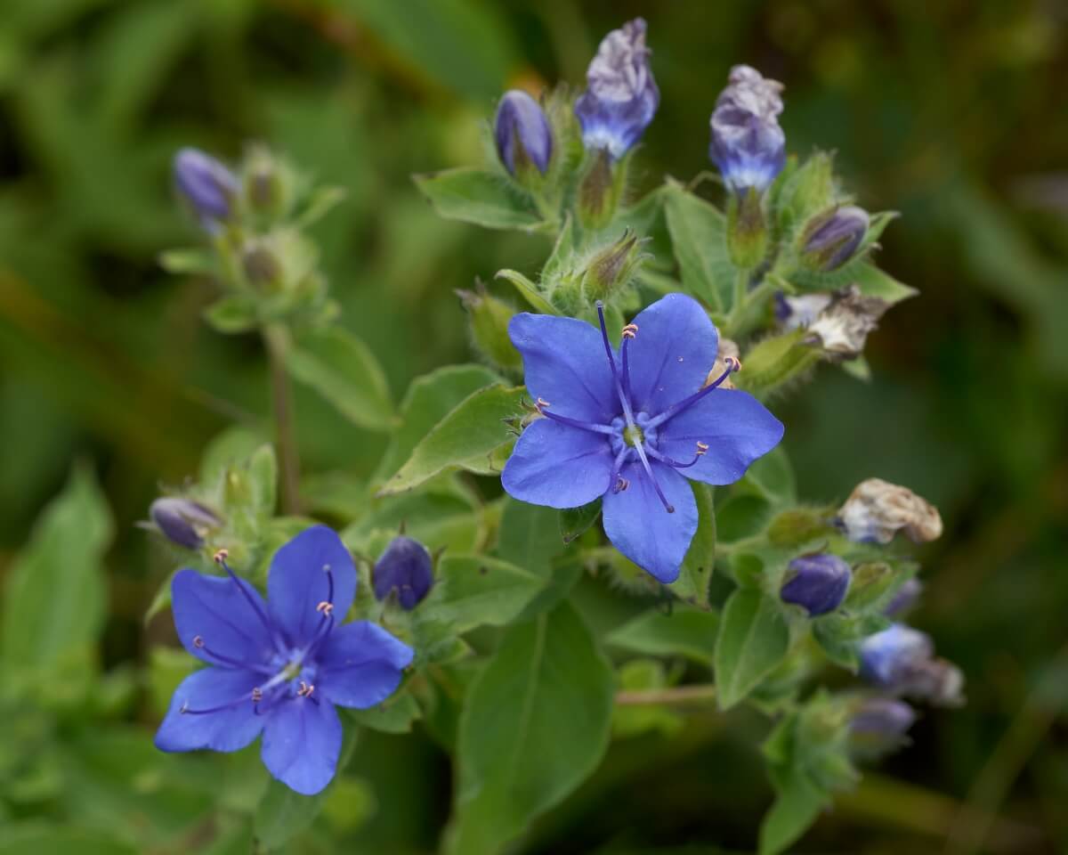 Control Blue Waterleaf | How to Remove Pond, Lake Weeds
