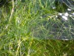 Pond Plants and Lake Plants | How To Control Aquatic Weeds