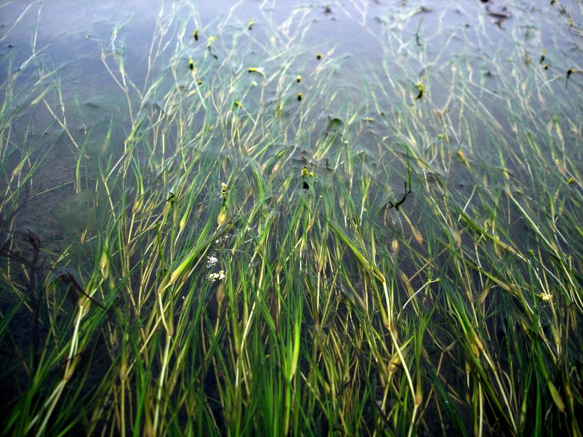 Pond Plants and Lake Plants | How To Control Aquatic Weeds