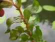 Clasping Leaf Pondweed - Lake Restoration