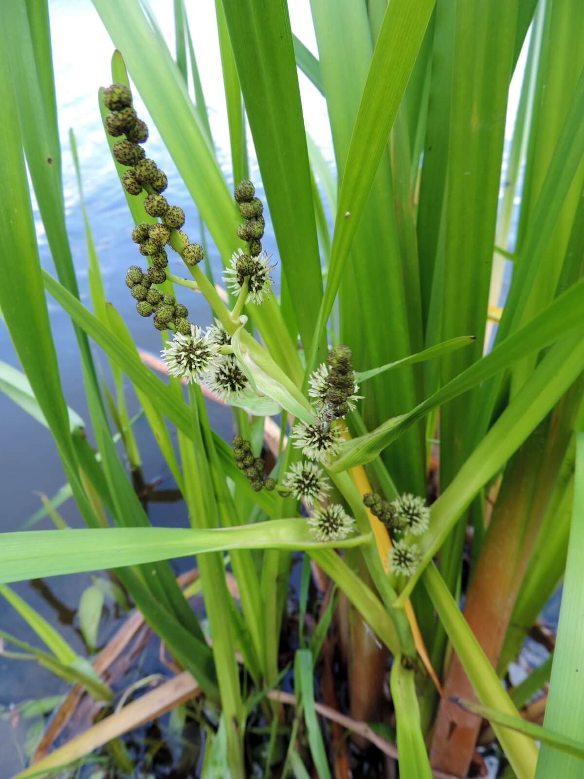 Control Bur Reed | How To Remove Pond, Lake Weeds