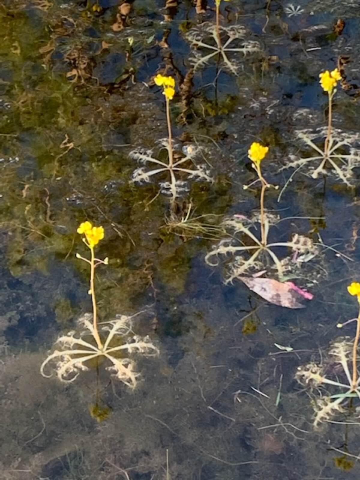 Control Bladderwort | How To Remove Pond, Lake Weeds