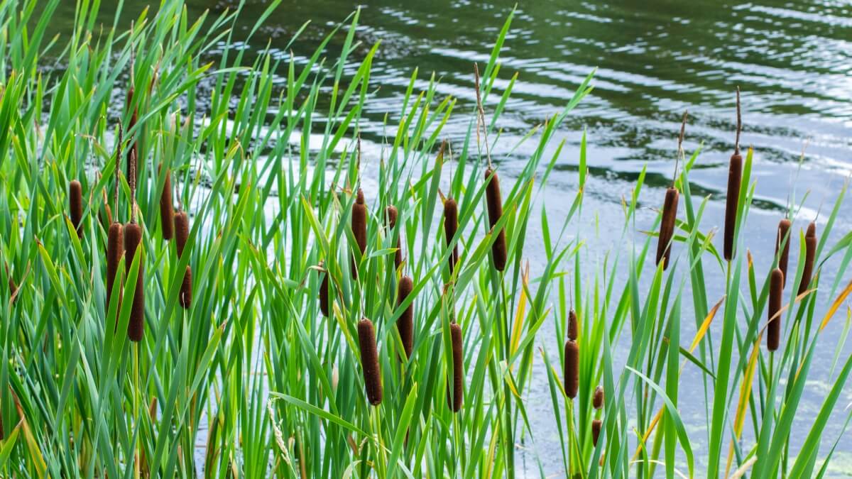 Control Cattails | How to Remove Pond, Lake Weeds