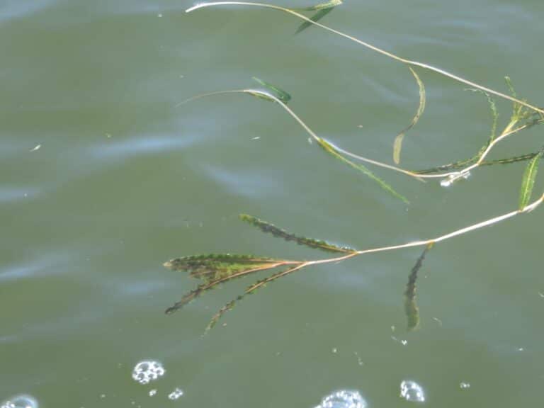 Control Curly Leaf Pondweed | How to Remove Pond, Lake Weeds