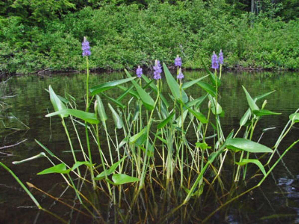 Control pickerelweed | How To Remove Pond, Lake Weeds