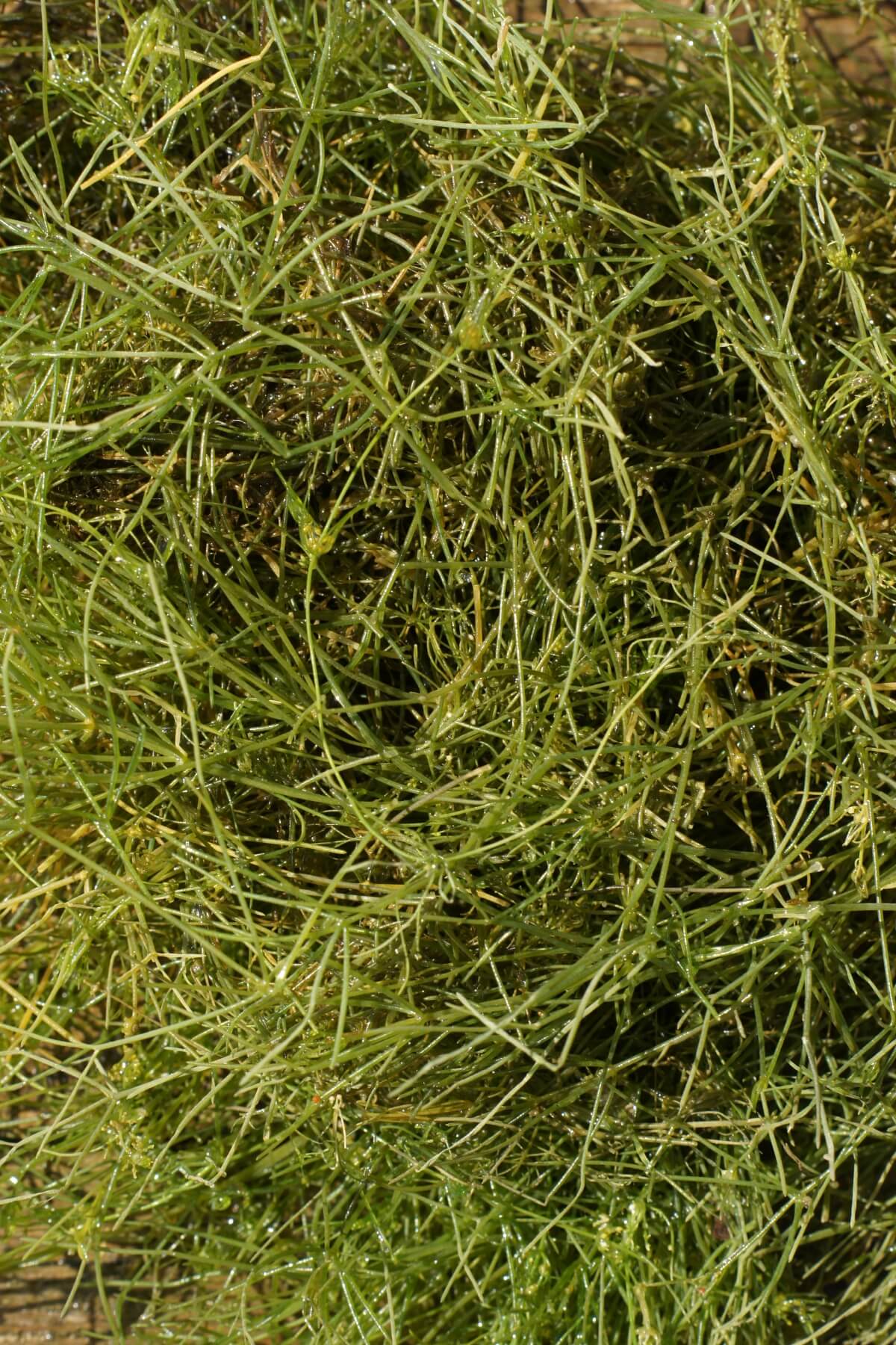 Control Starry Stonewort | How to Remove Pond, Lake Weeds