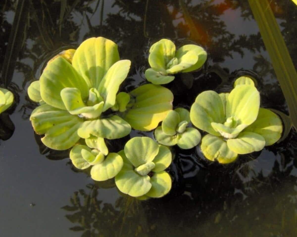 Control Water Lettuce | How to Remove Pond, Lake Weeds