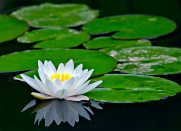 Control Water Lilies | How to Remove Pond, Lake Weeds