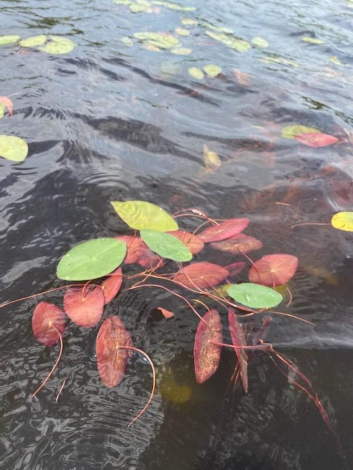 Control Watershield | How to Remove Pond, Lake Weeds