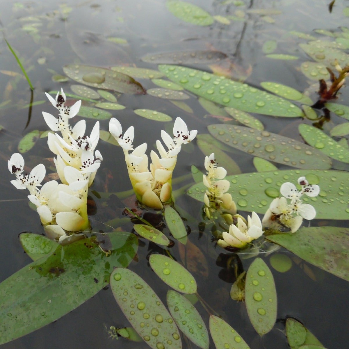 Pond Plants and Lake Plants | How To Control Aquatic Weeds