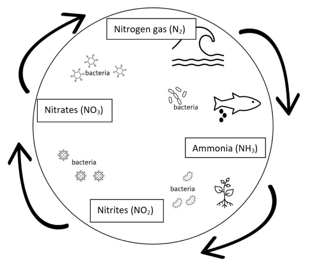 Nitrogen and Phosphorus in Ponds