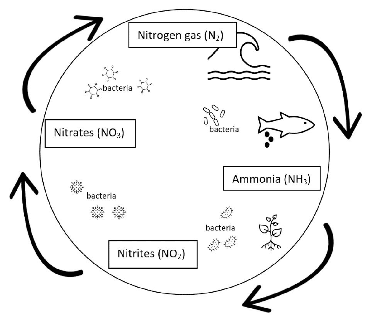 How Nitrogen and Phosphorus Affects Ponds
