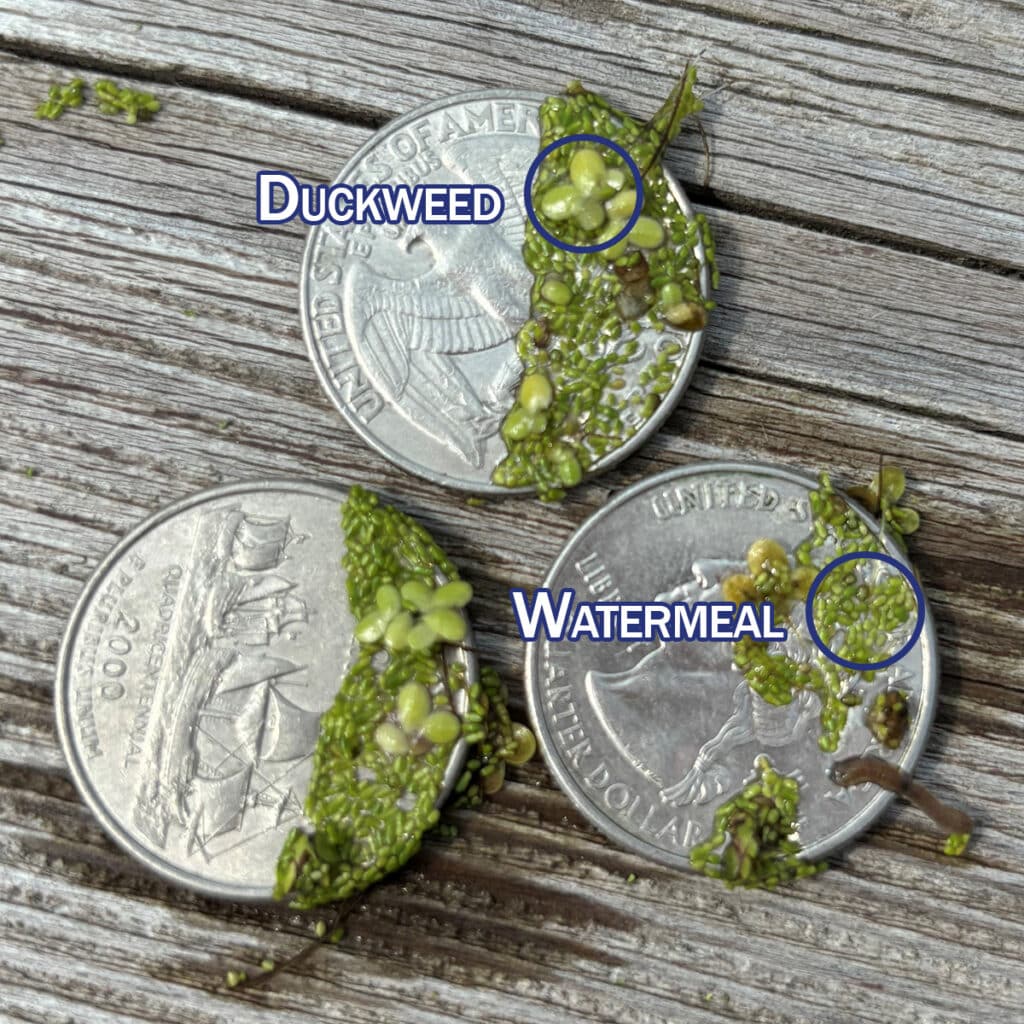 Identifying and Controlling Duckweed and Watermeal