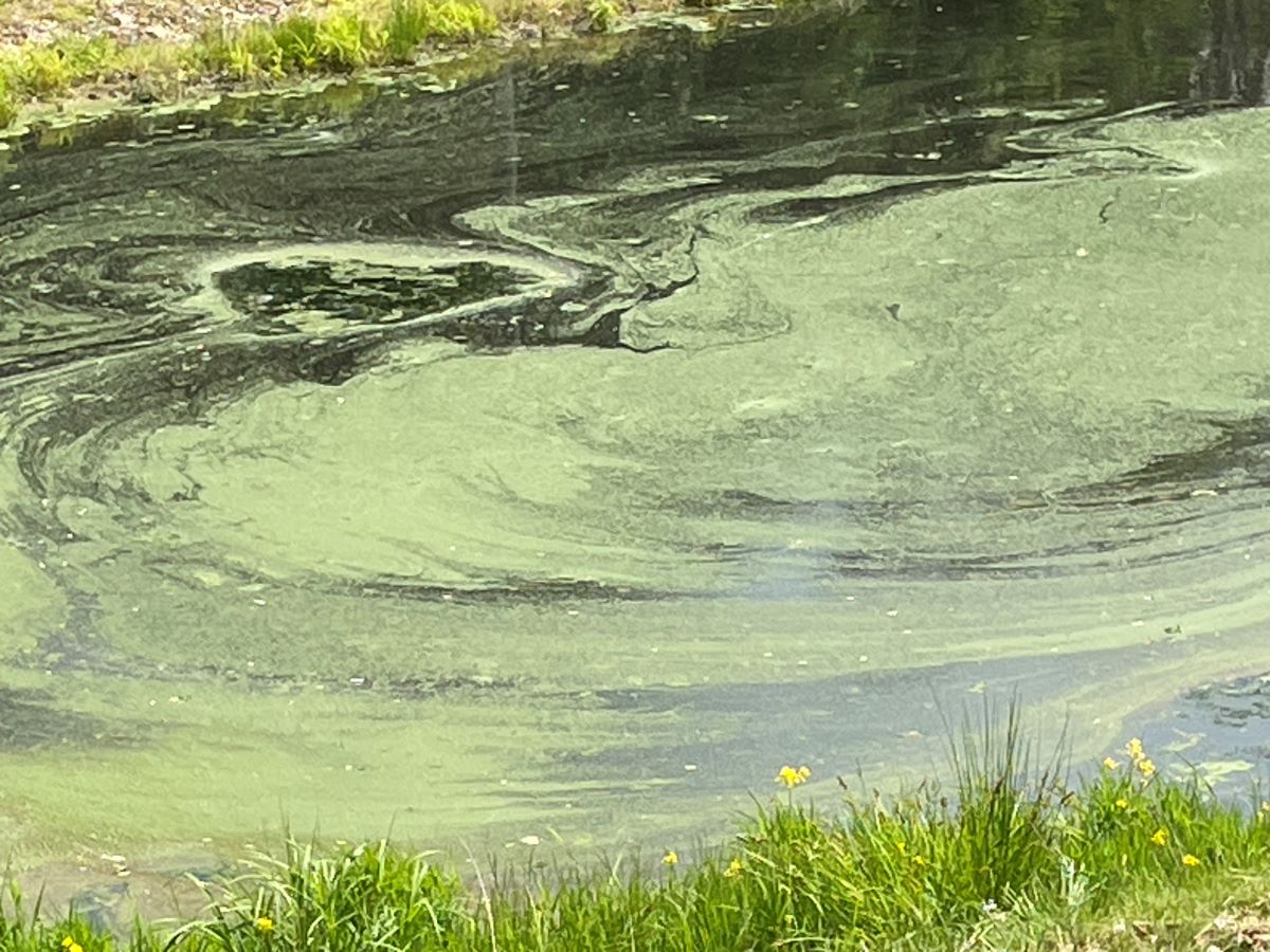 Watermeal: How to Identify and Control