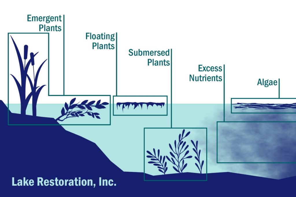 Beginner Guide to Lake Shore Maintenance - Lake Restoration